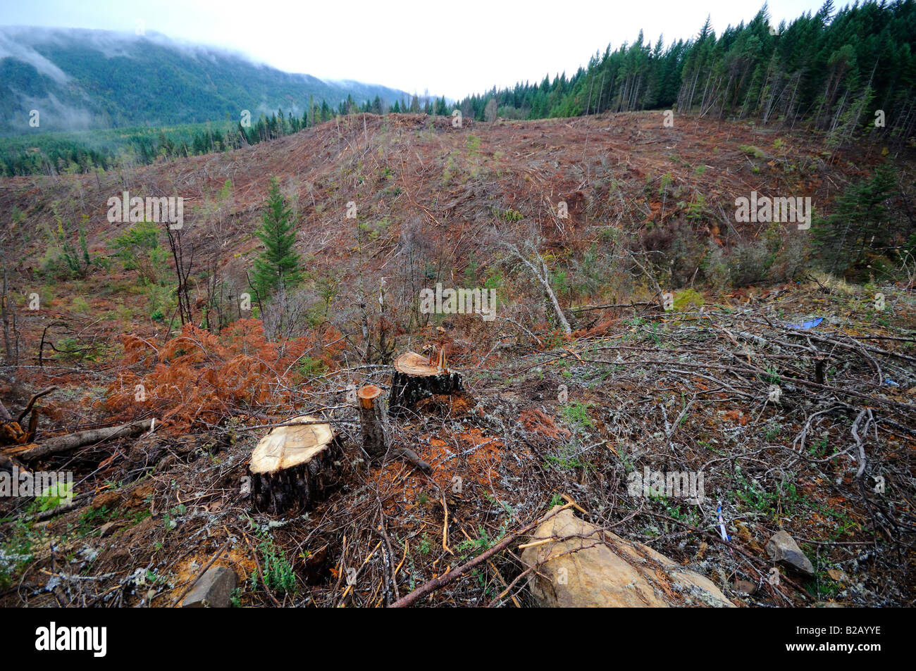 Timber clear cut harvesting Oregon Stock Photo - Alamy
