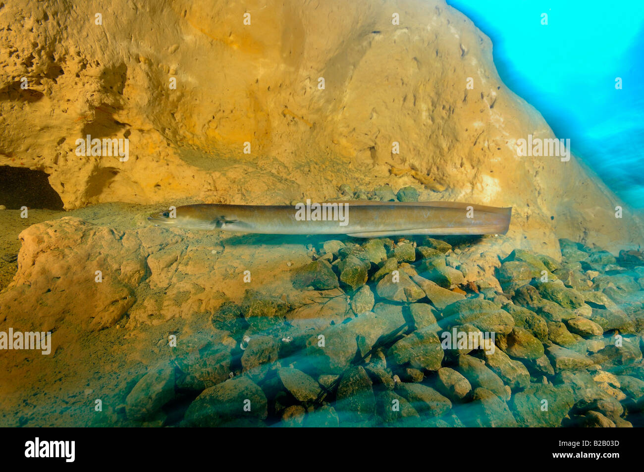 Freshwater eel hi-res stock photography and images - Alamy