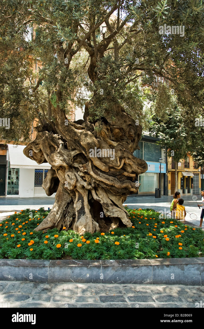 An ancient gnarled Olive Tree stands in the centre of the Placa de Cort ...