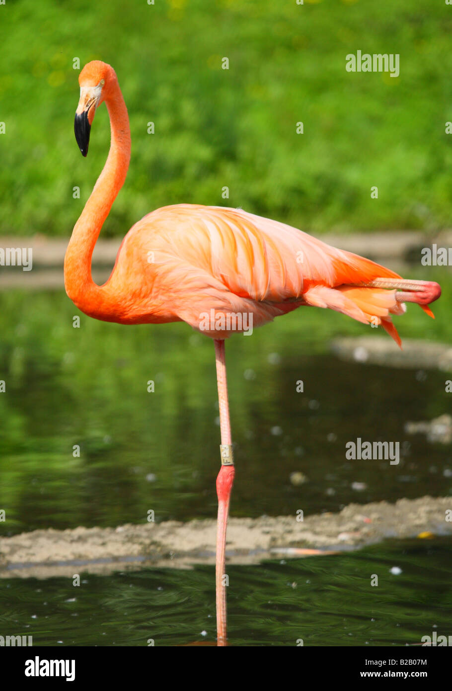 Pinky lady hi-res stock photography and images - Alamy