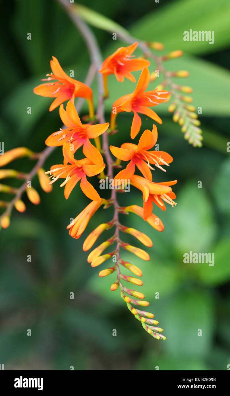 Crocosmia hi-res stock photography and images - Alamy