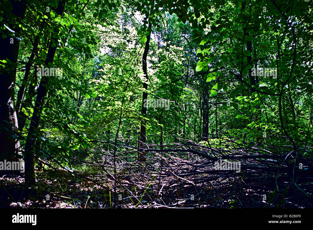 Rain forest ground cover hi-res stock photography and images - Alamy