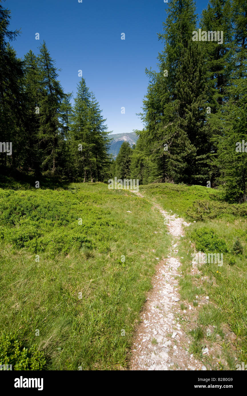 Narrow track through a pine forest in the alps Stock Photo - Alamy