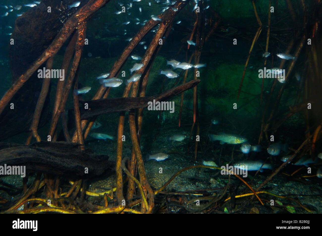 Silversides and minnows in mangrove roots captive Florida Stock Photo ...