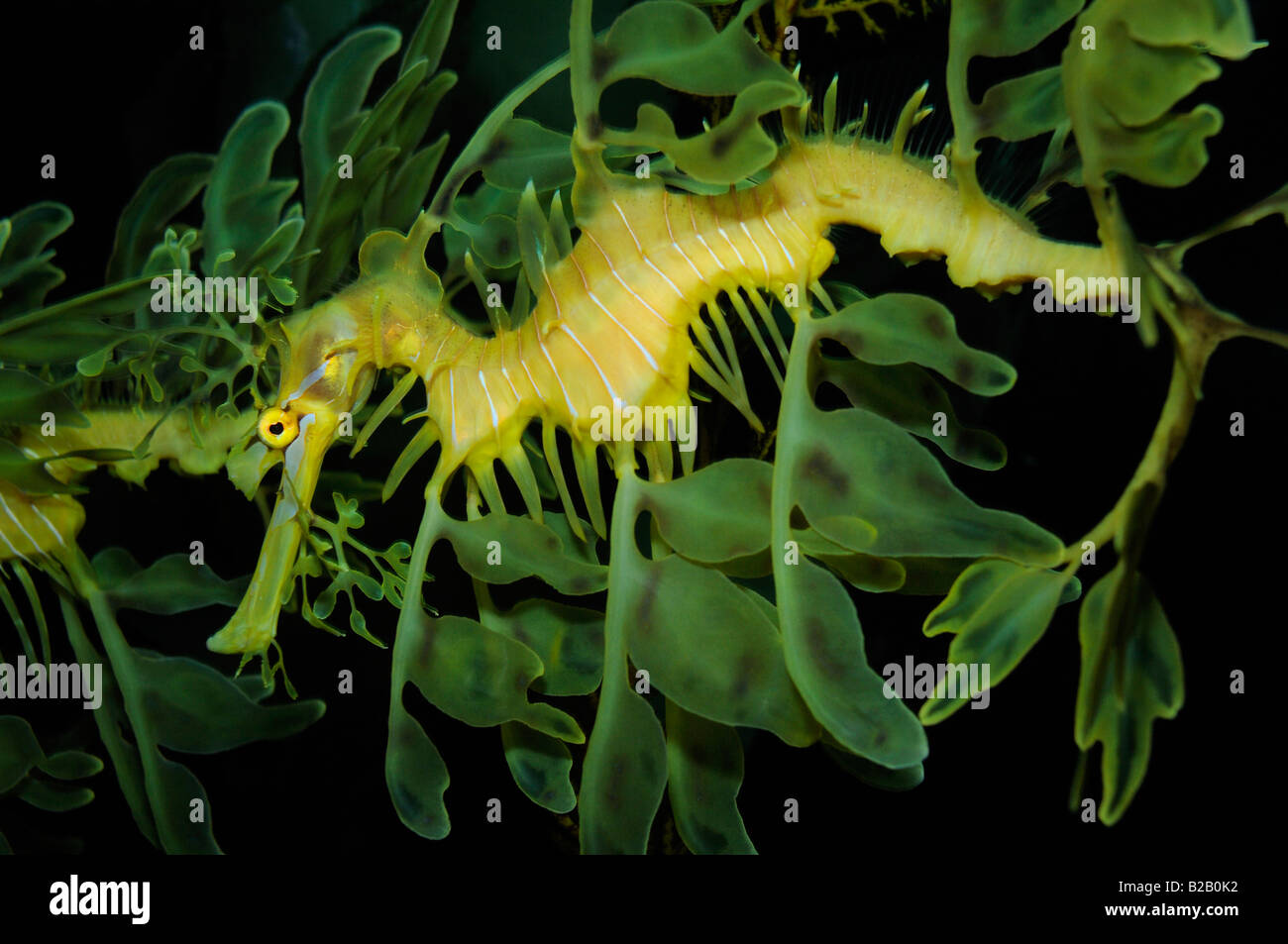 Leafy Sea Dragon Enemies