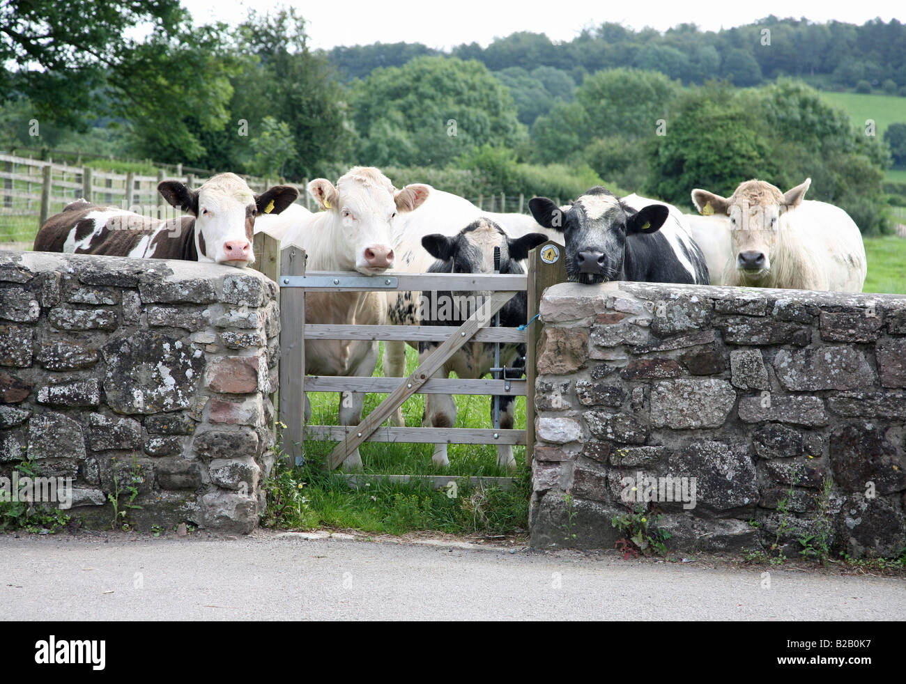 a small herd of cows blocking a gateway on a public footpath Stock ...