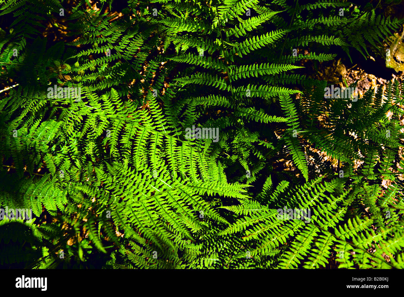 Dense vegetation view fern hi-res stock photography and images - Alamy