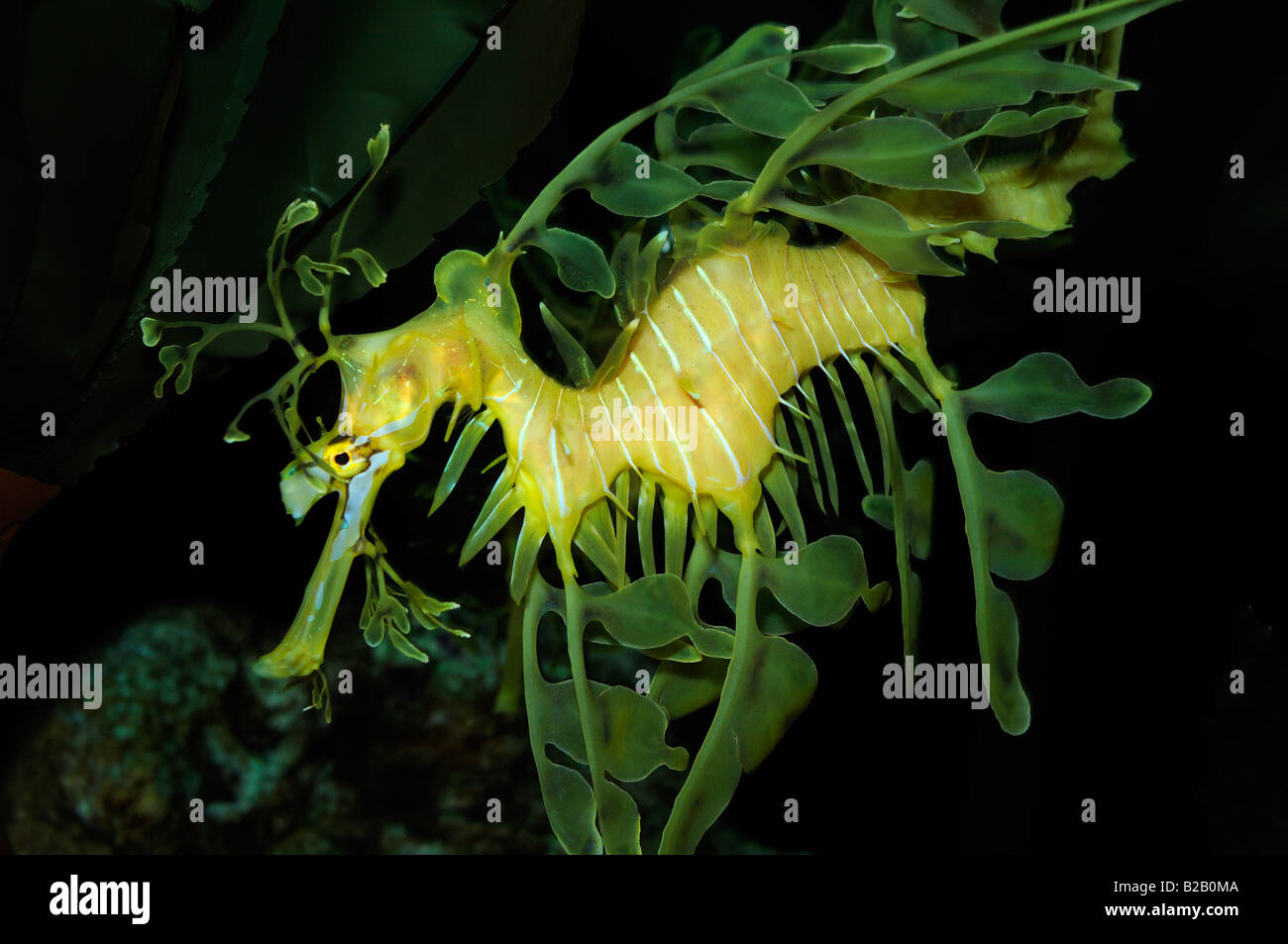 Leafy sea dragon hi-res stock photography and images - Alamy