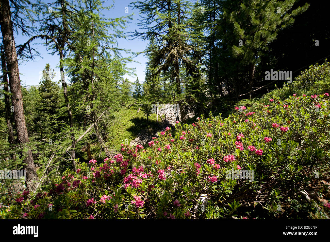 wild azaleas and pine trees in the french alps Stock Photo - Alamy