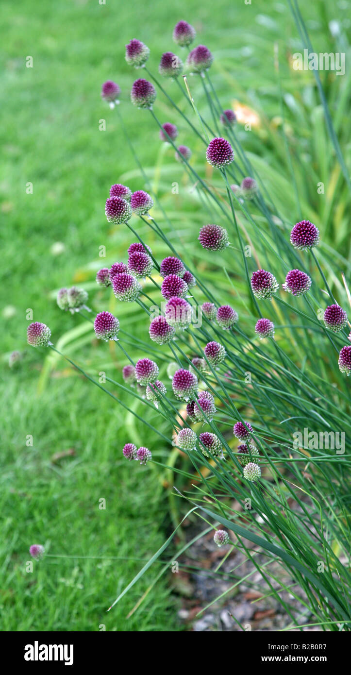 Small purple Allium (ornimental onion) flowers Stock Photo - Alamy