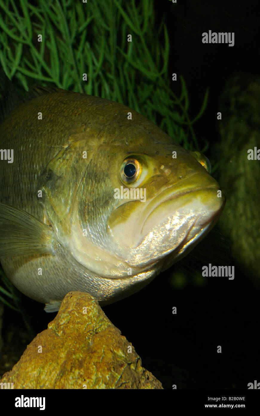 Calico Bass Underwater