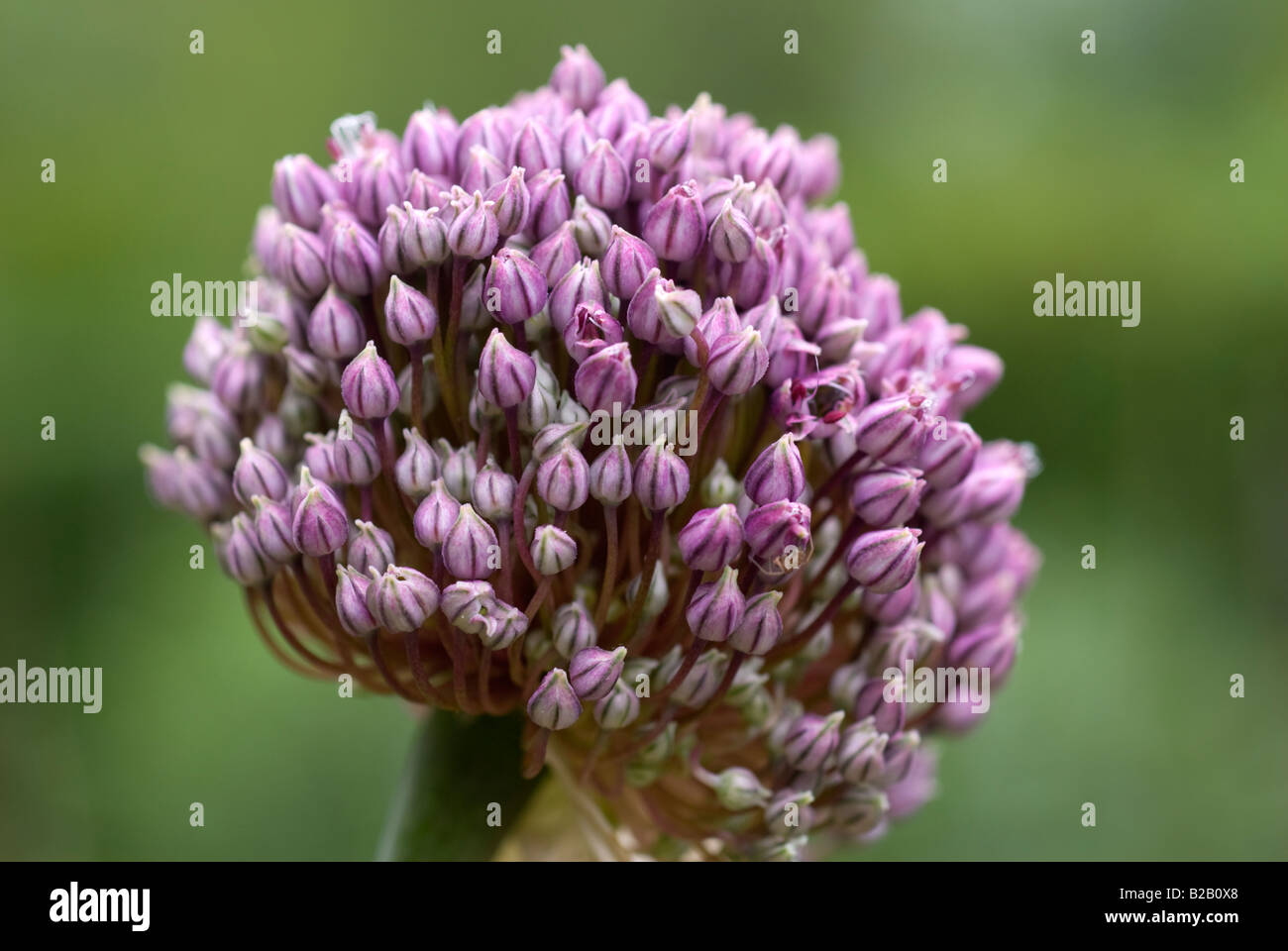 A Leek which has been left to bolt and seed causing a pretty flower ...