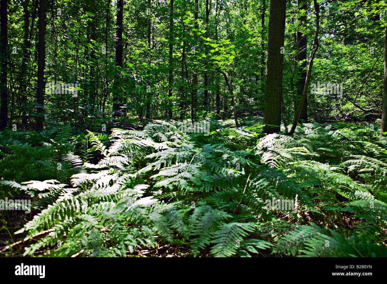 sun patches on shivering fern in Belgian forest Stock Photo - Alamy