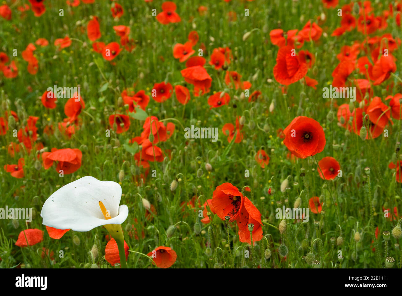 WHite lily in poppy field Stock Photo - Alamy