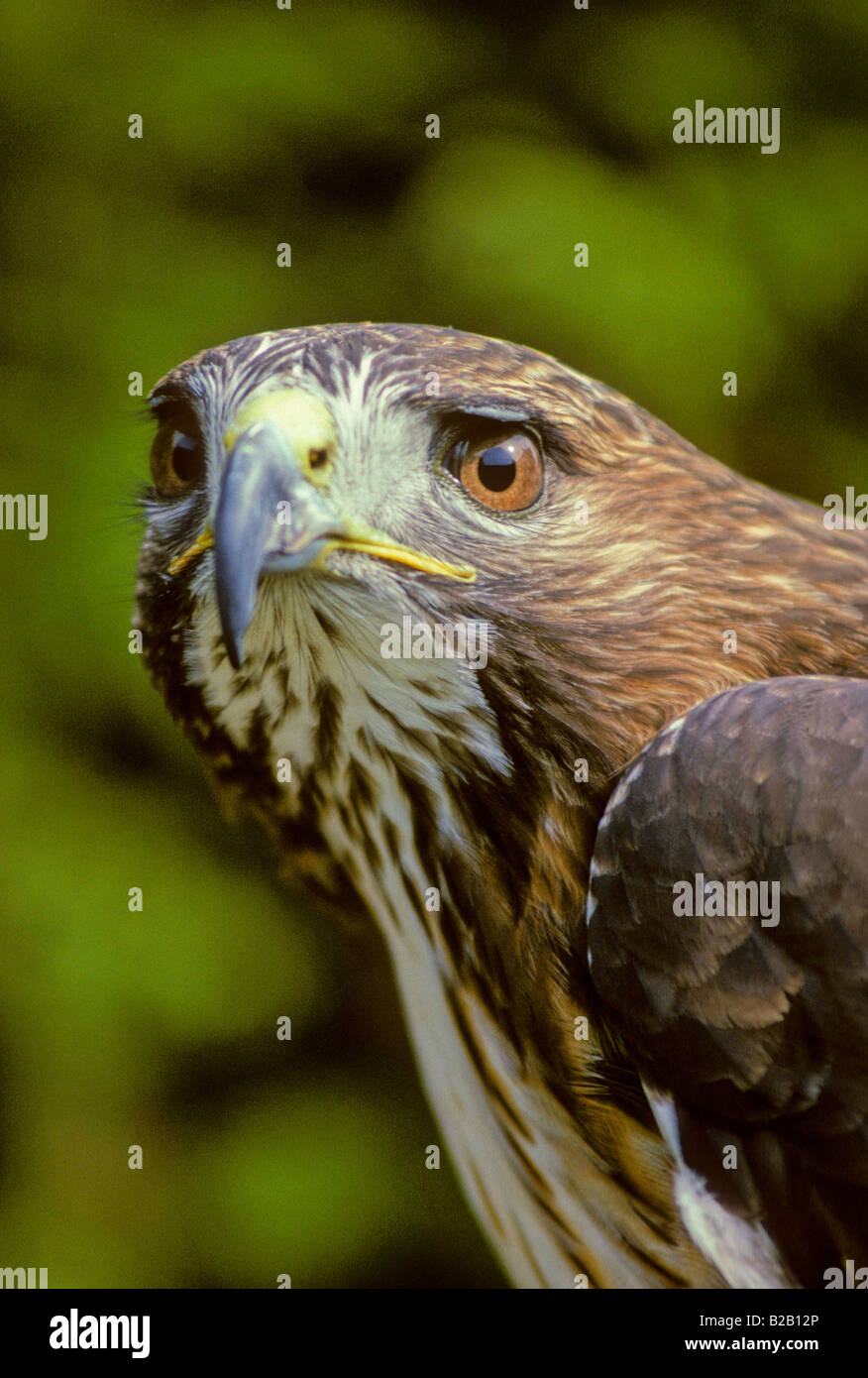 Hawks falconry hi-res stock photography and images - Alamy