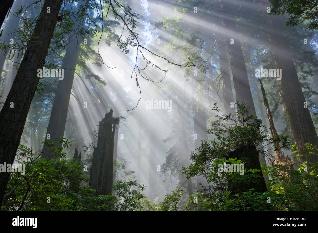 Sun rays filtering through foggy Redwood Forest Stock Photo - Alamy