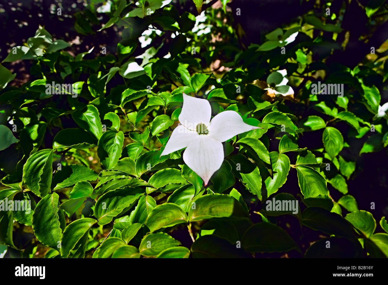 [close up] isolated magnolia flowers profile view Stock Photo - Alamy
