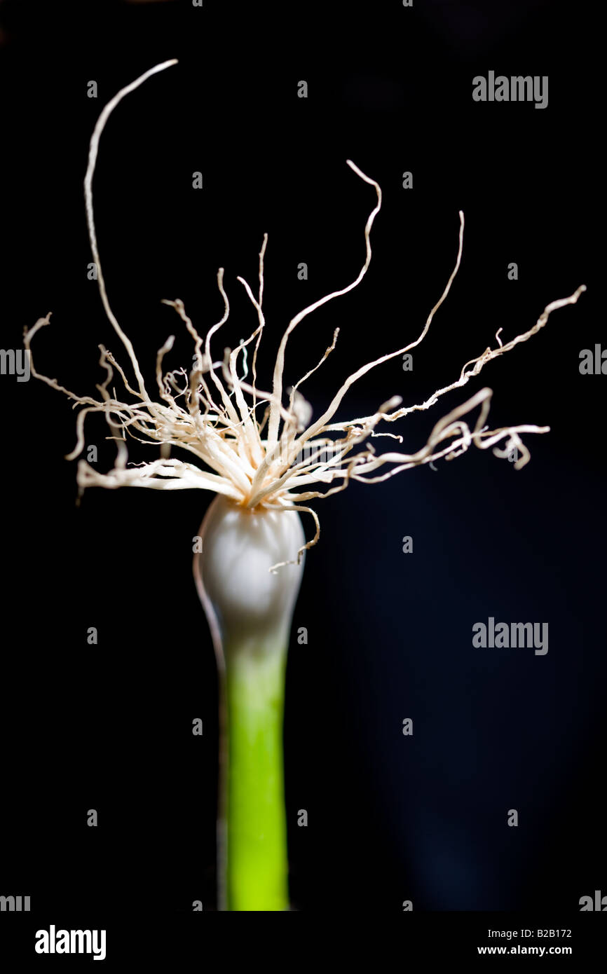 Close up spring onion roots hi-res stock photography and images - Alamy