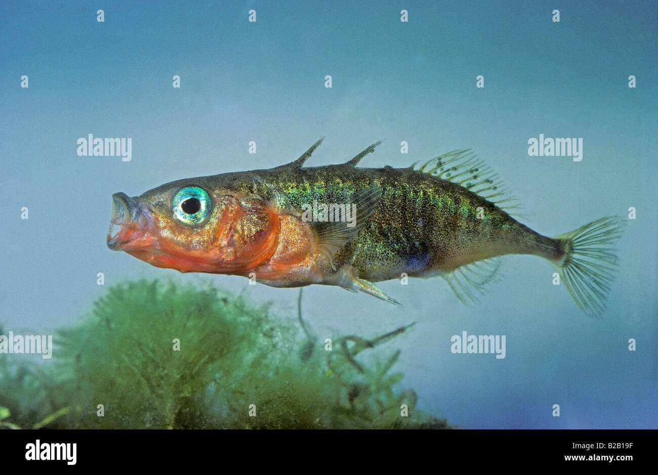 Red stickleback fish hi-res stock photography and images - Alamy