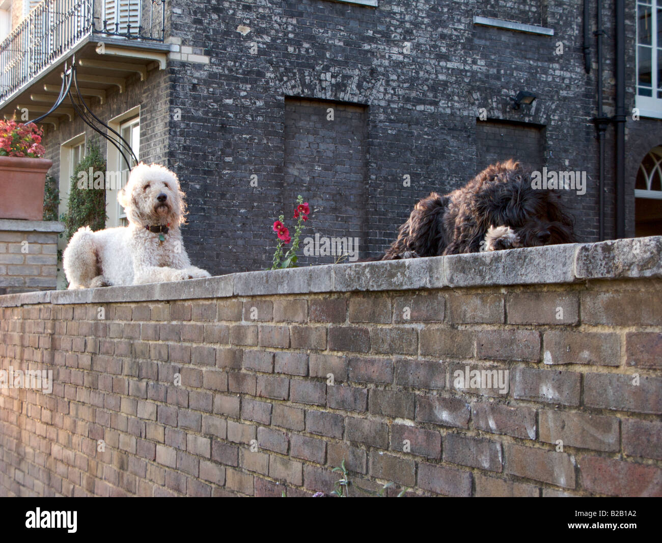 Two dogs sitting on a wall, Richmond, London, United Kingdom Stock ...