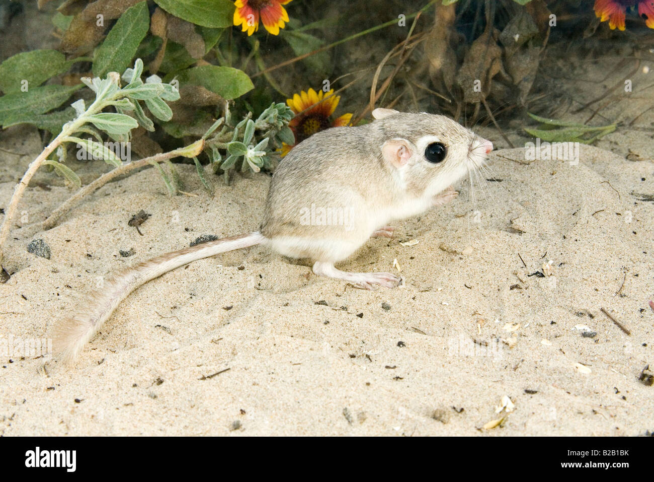 Kangaroo rat hi-res stock photography and images - Alamy