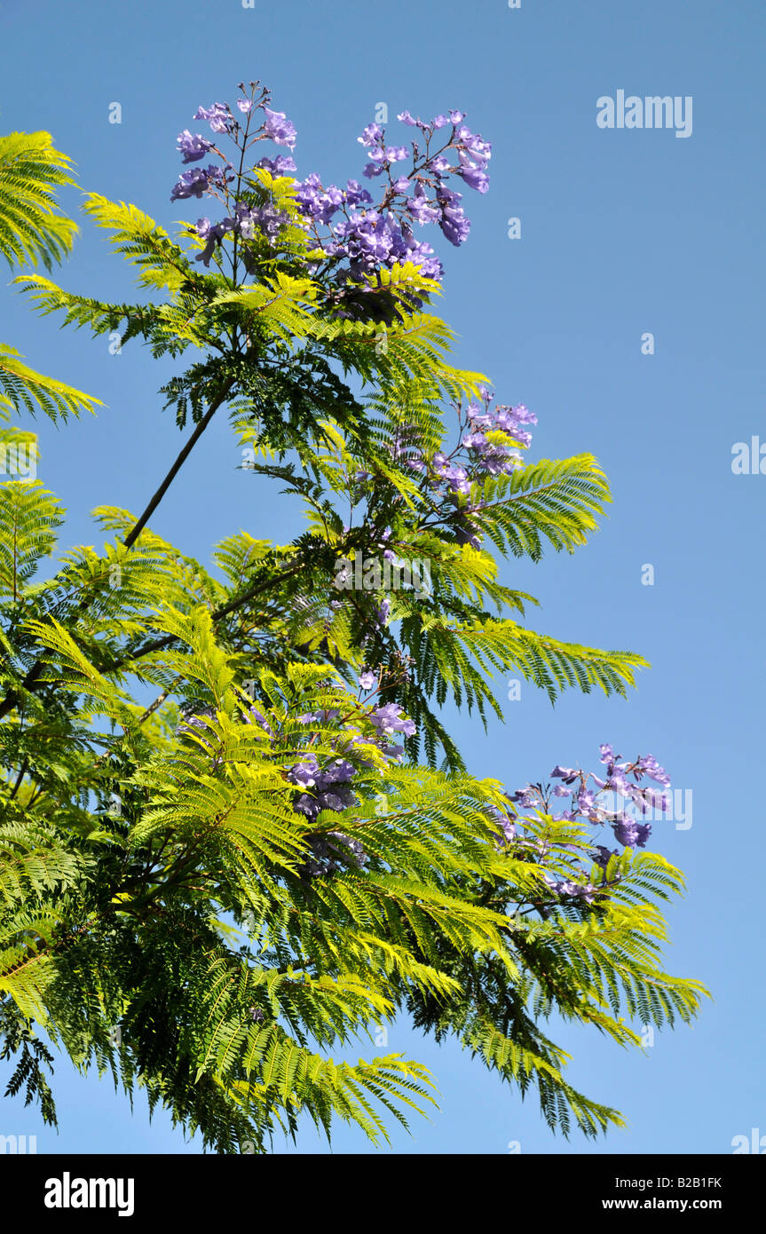 Jacaranda leaves hi-res stock photography and images - Alamy