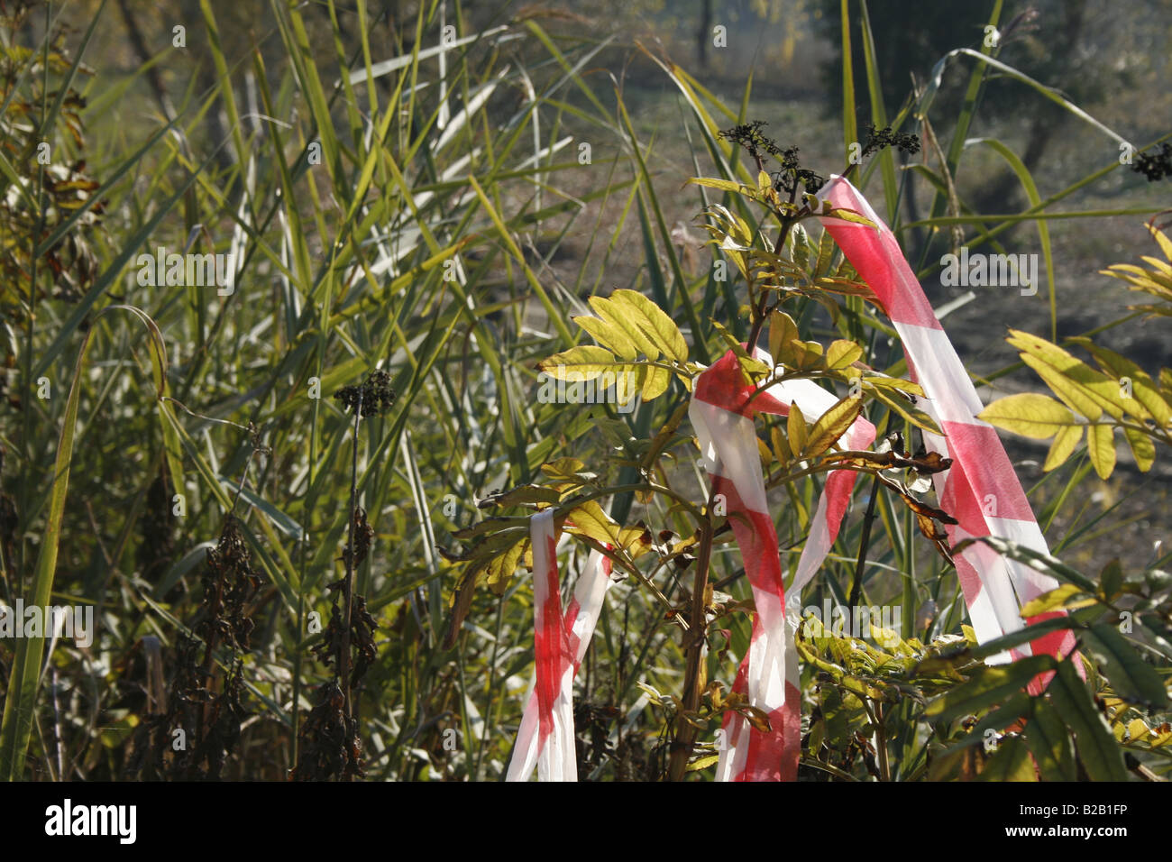 red white tape cordon on grass in field in country Stock Photo - Alamy