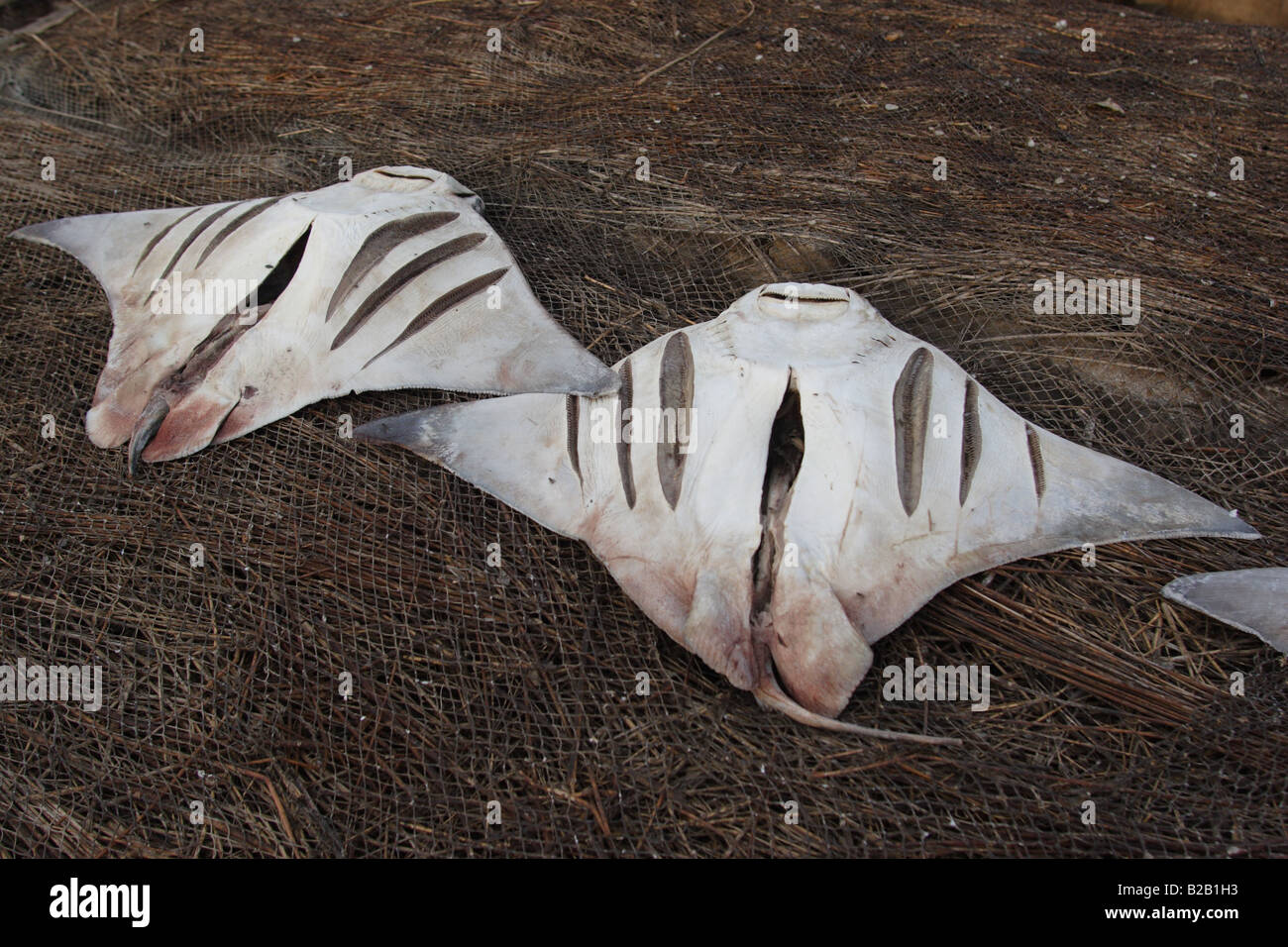 Atlantic ray hi-res stock photography and images - Alamy