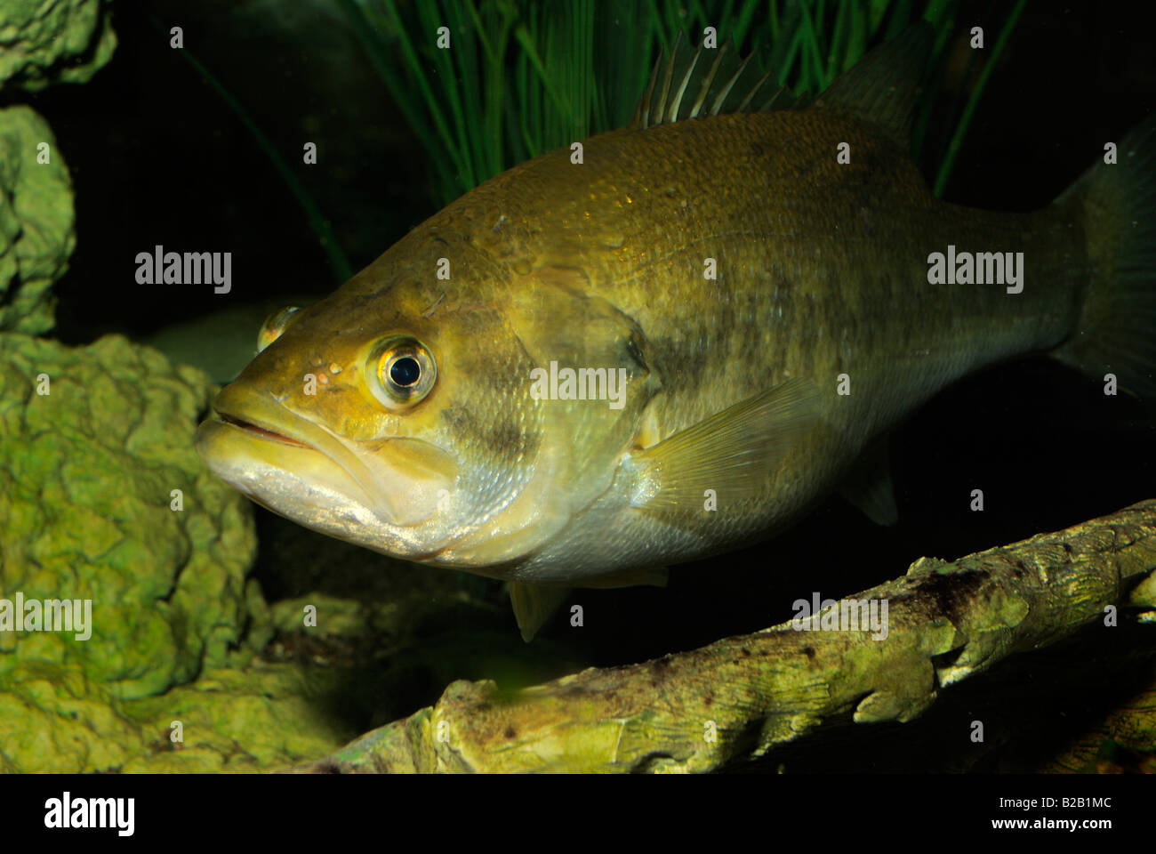 Largemouth bass Micropterus salmoides Florida Stock Photo - Alamy