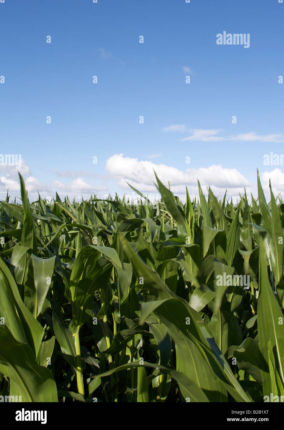 Field of young maize plants against blue sky Stock Photo - Alamy
