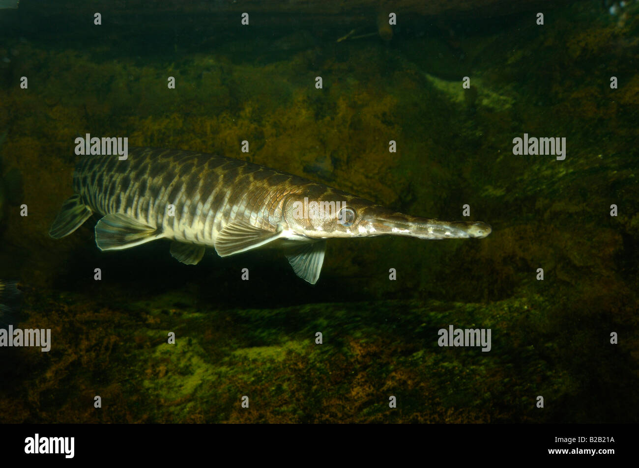 Florida gar hi-res stock photography and images - Alamy