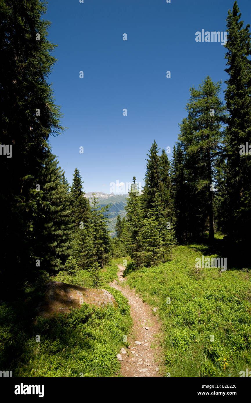 Narrow path in pine forest hi-res stock photography and images - Alamy