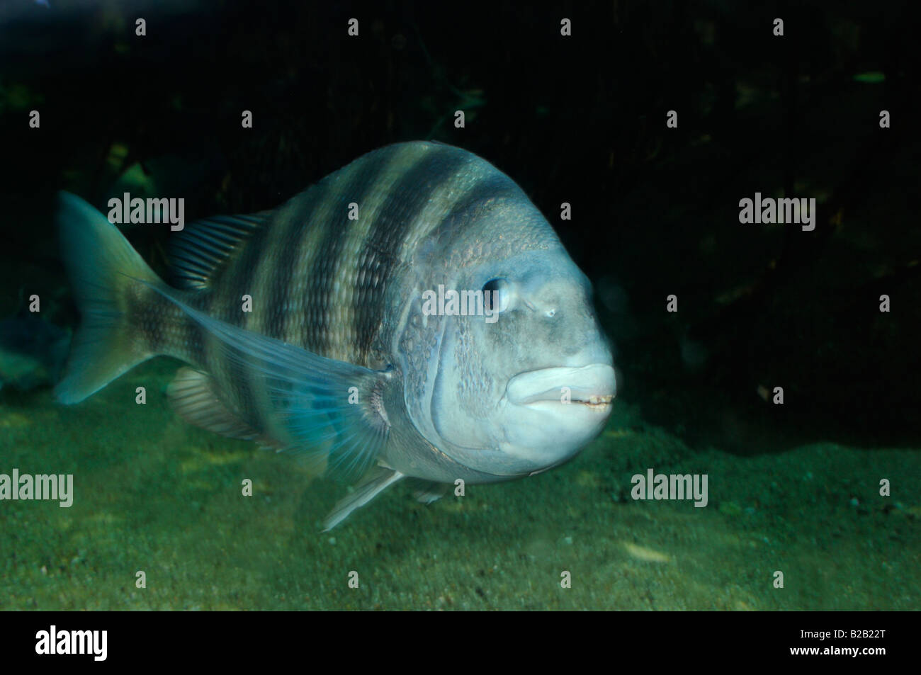 Sheepshead Underwater