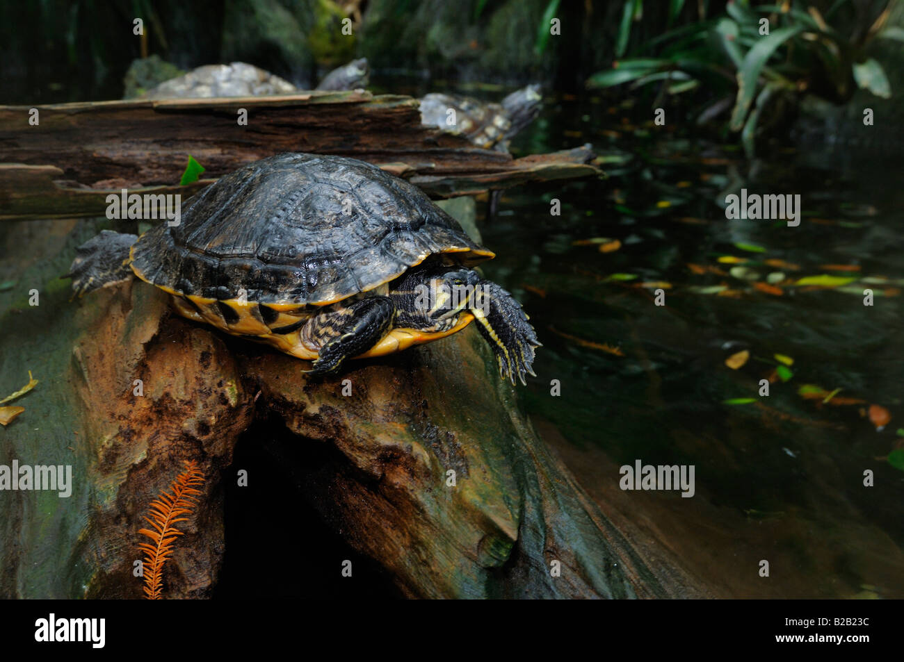 Florida red belly cooter Pseudemys nelsoni captive Florida Stock Photo ...