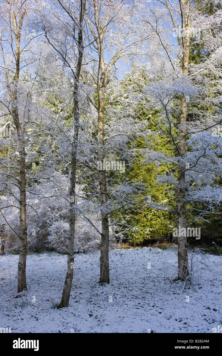 Snow covered Silver Birch trees at Swinbrook in Oxfordshire England ...