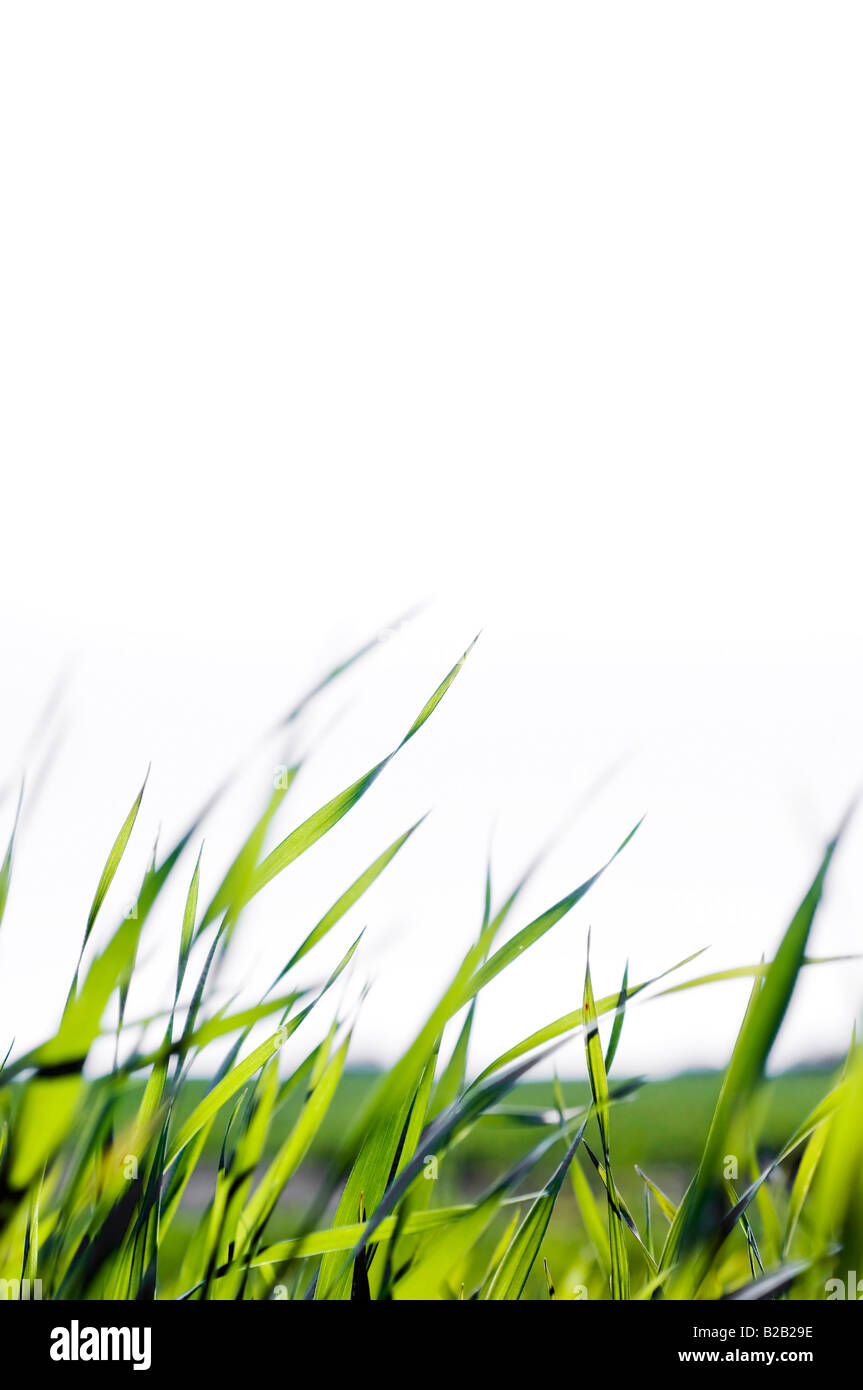 Blade of grass against the light hi-res stock photography and images ...