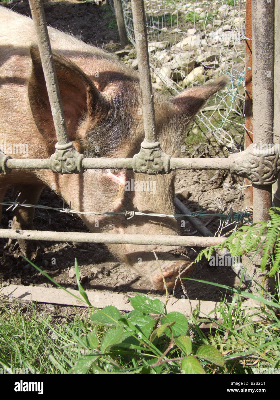 one pig in muddy field on farm in countryside Stock Photo - Alamy