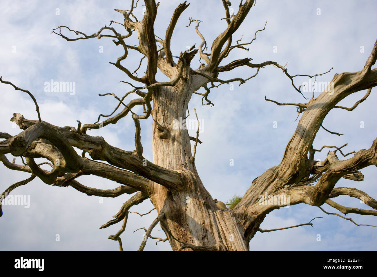 Dead Elm tree in Sherbourne Gloucestershire United Kingdom Stock Photo ...