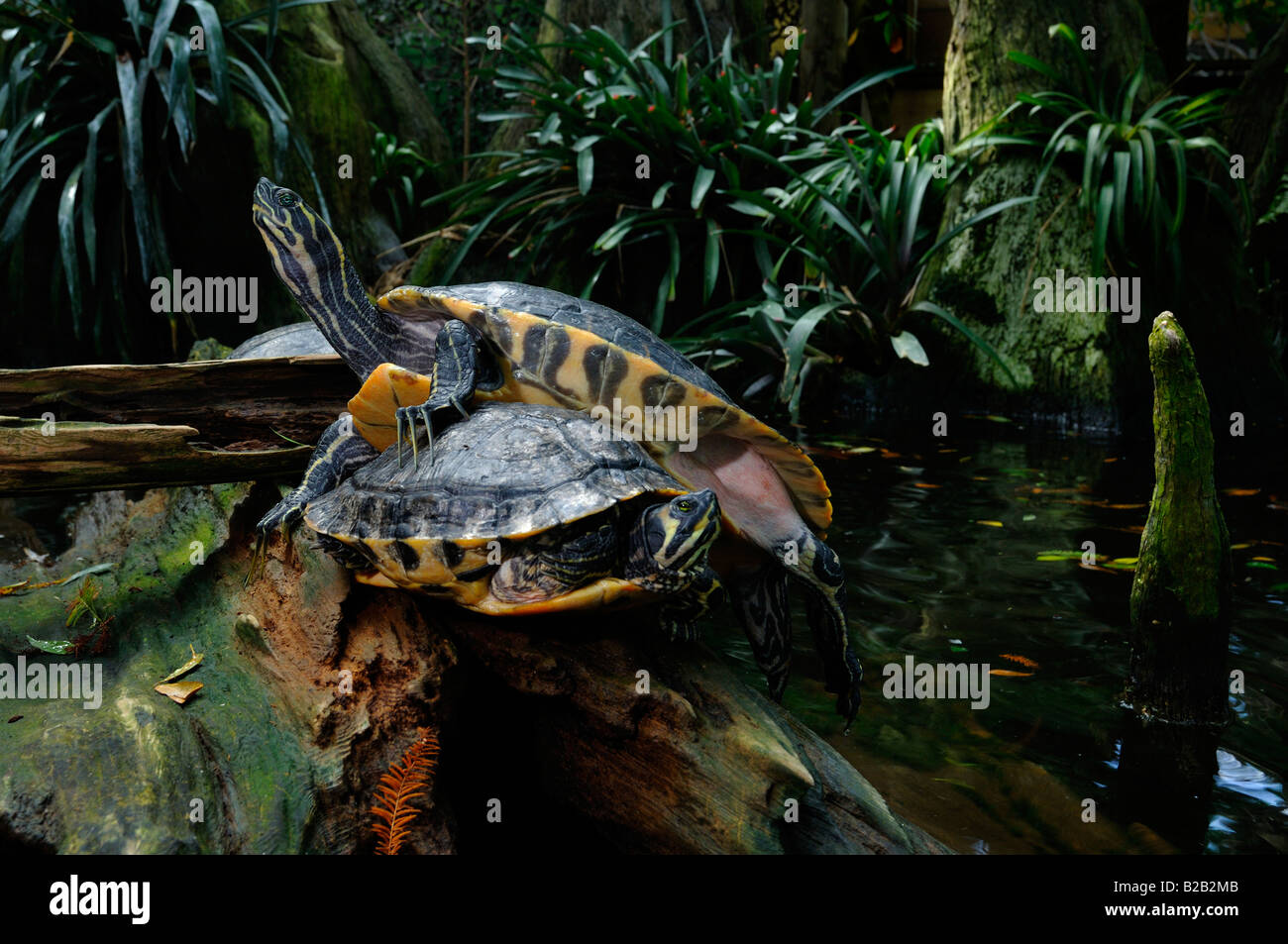 Florida red belly cooter Pseudemys nelsoni captive Florida Stock Photo ...