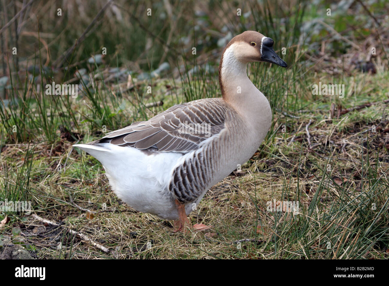 Rare goose hi-res stock photography and images - Alamy