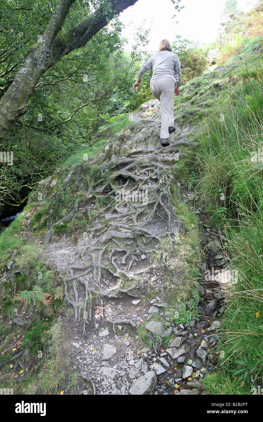 A walker on a public footpath using tree roots to climb up the side of ...