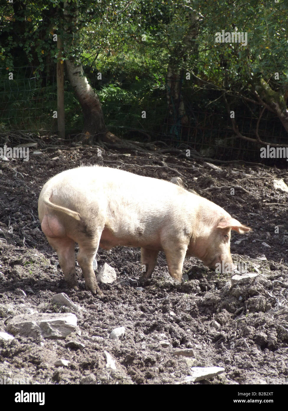 one pig in muddy field on farm in countryside Stock Photo - Alamy
