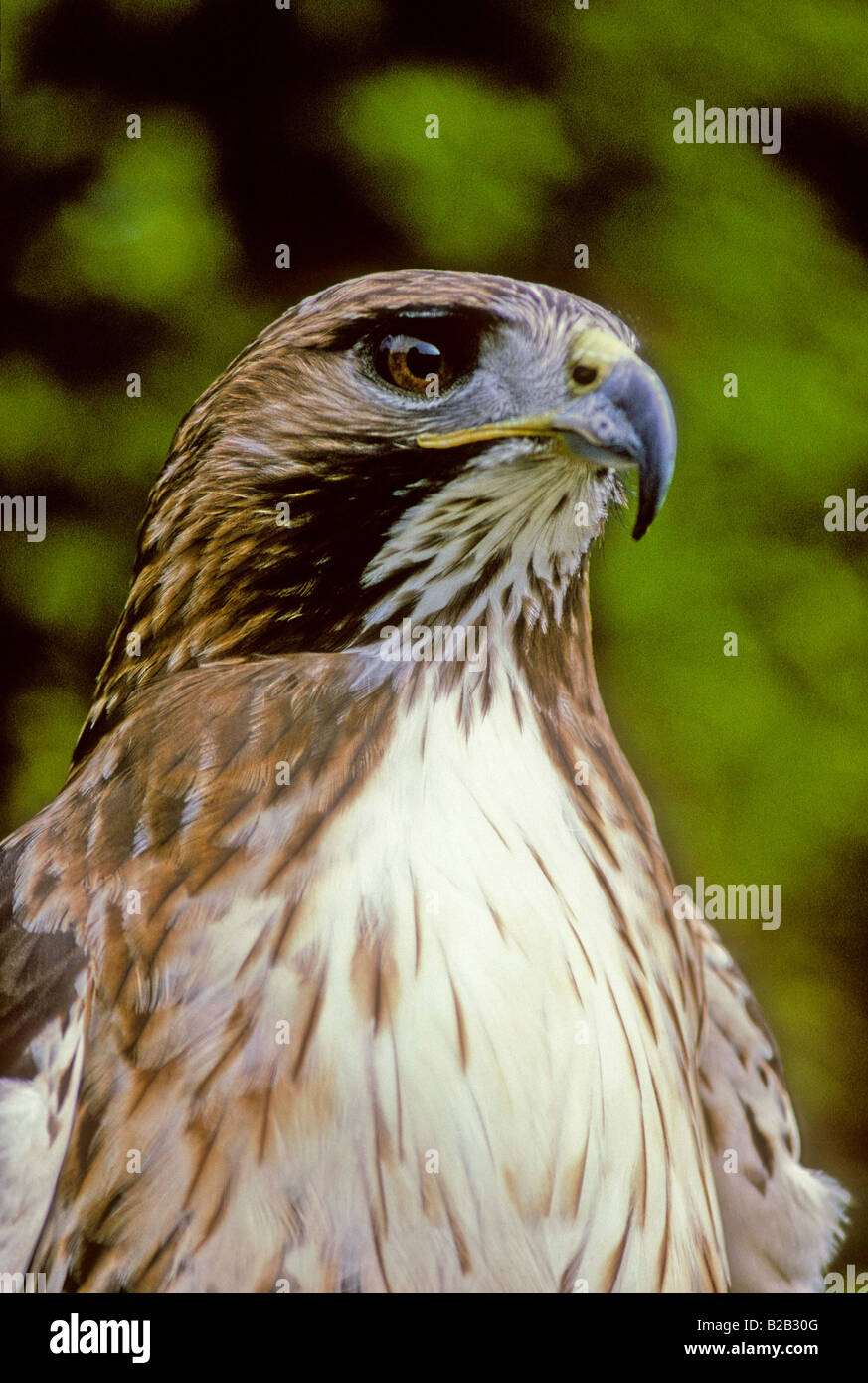 Busardo colirrojo hi-res stock photography and images - Alamy