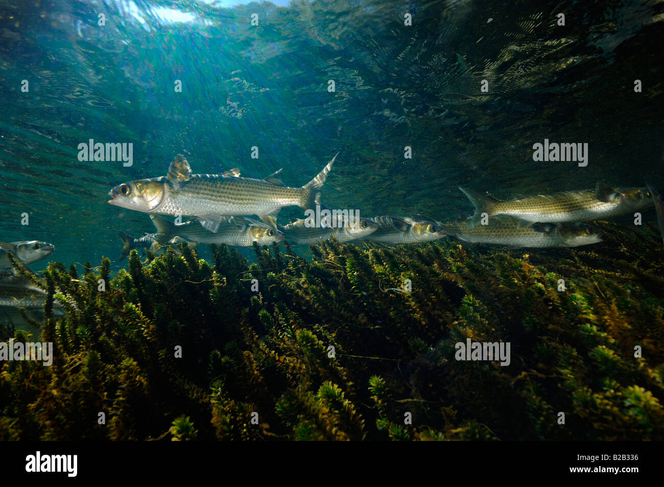 Striped mullet hi-res stock photography and images - Alamy