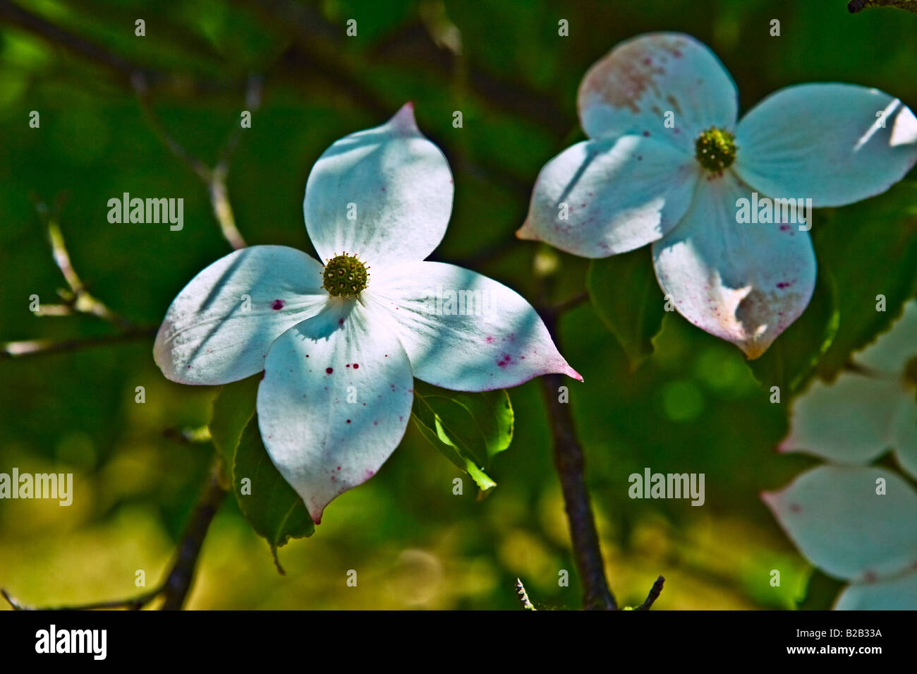 Magnolia grandiflora blossoms hi-res stock photography and images - Alamy