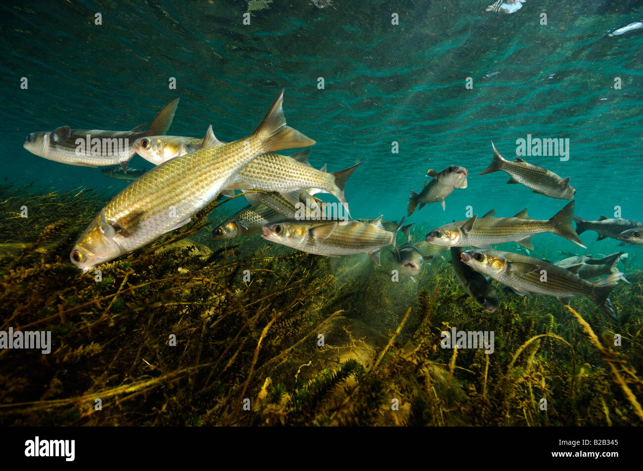 Striped mullet Mugil cephalus Salt springs Florida Stock Photo - Alamy
