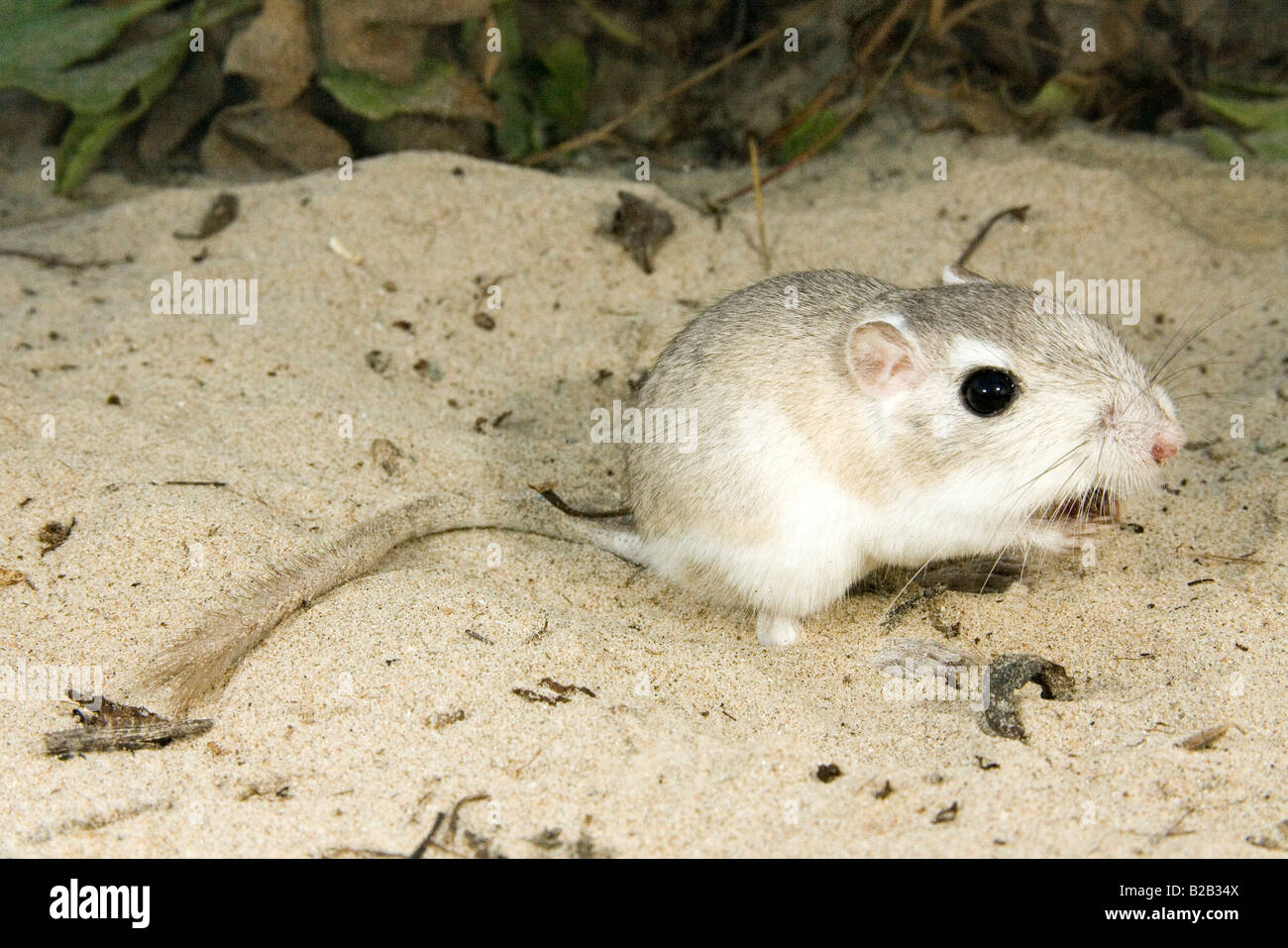 Dipodomys compactus hi-res stock photography and images - Alamy