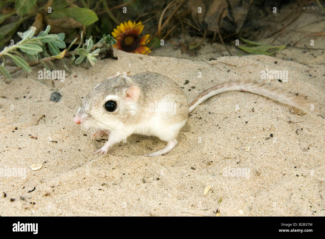 Dipodomys compactus hi-res stock photography and images - Alamy