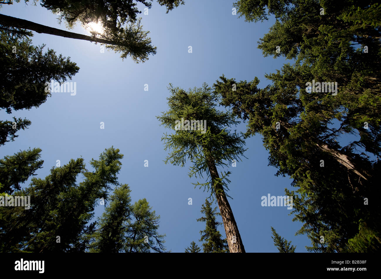 Pine forest canopy hi-res stock photography and images - Alamy
