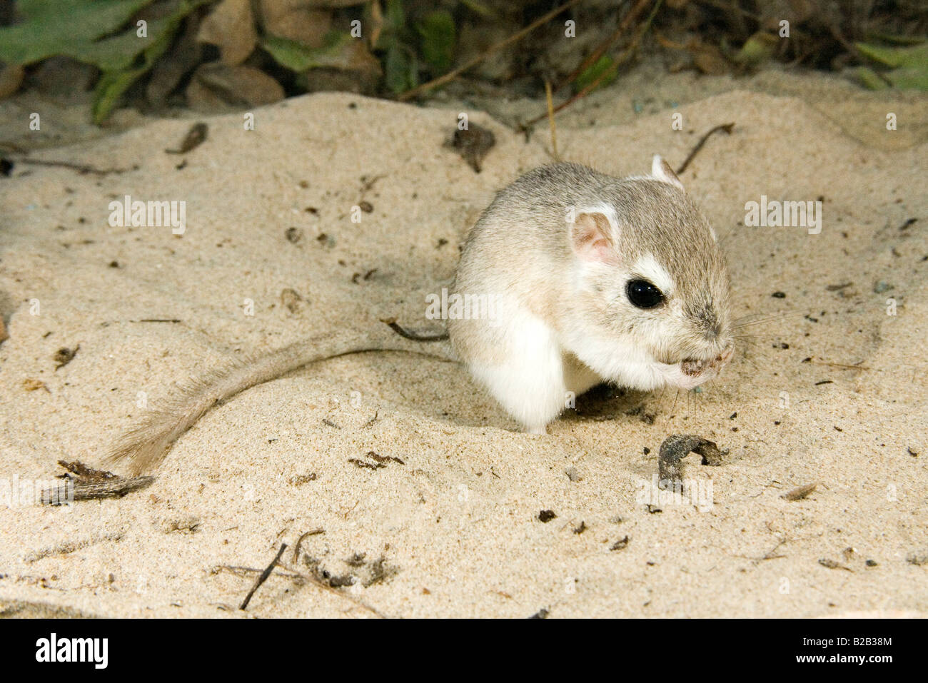 Dipodomys hi-res stock photography and images - Alamy